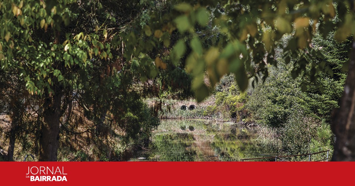 Juntas de Freguesia de Anadia sensibilizam para a limpeza da floresta ...