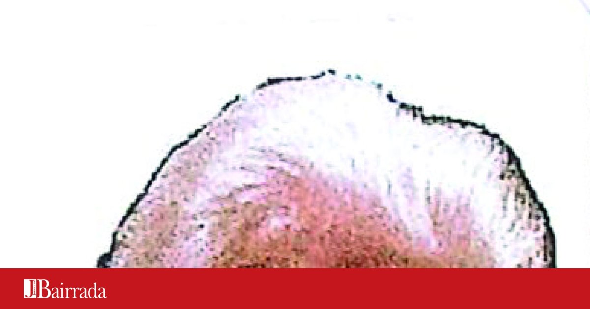 Maria Rosa Rodrigues da Conceição – Jornal da Bairrada